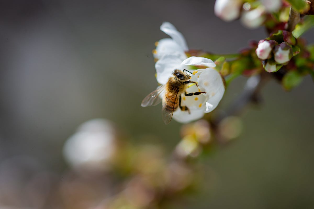 What Is Human Wisdom?. Aristotle on how to wisely choose one’s… | by ...