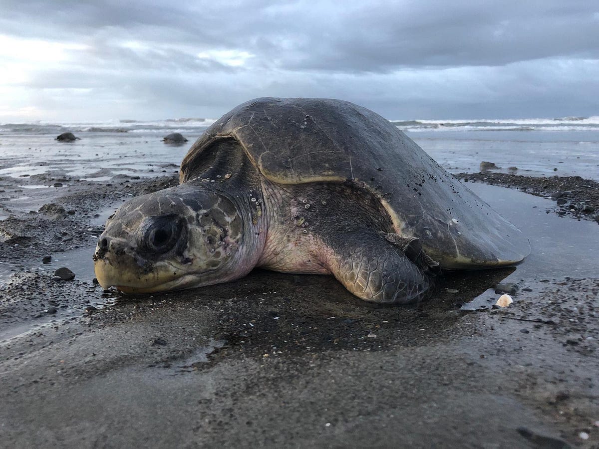 The Fascinating Life of the Olive Ridley | by Harriet Boyd | Medium