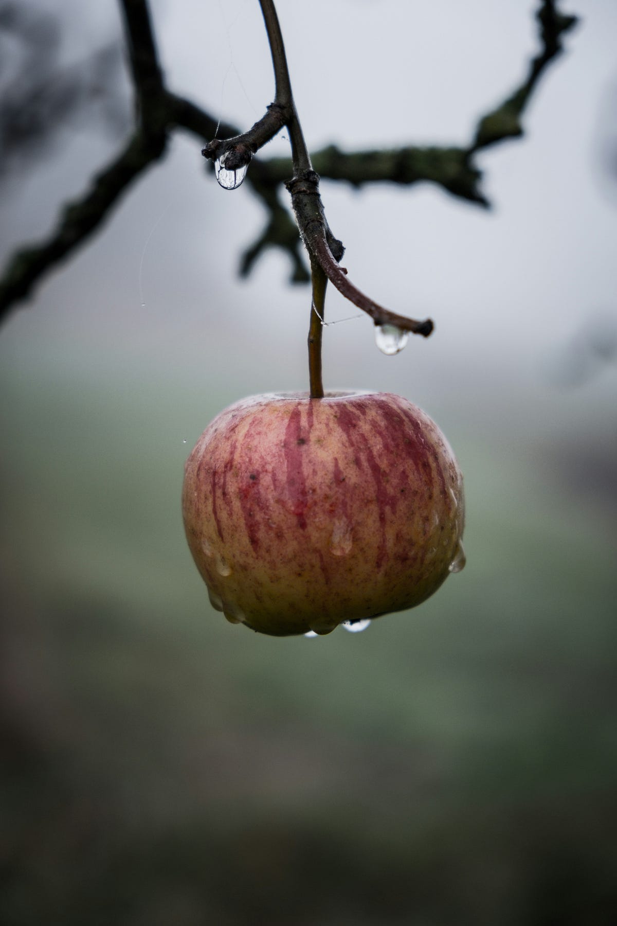 An Apple Tree in Winter. Reposted from my blog… | by Davin Thompson, PT ...