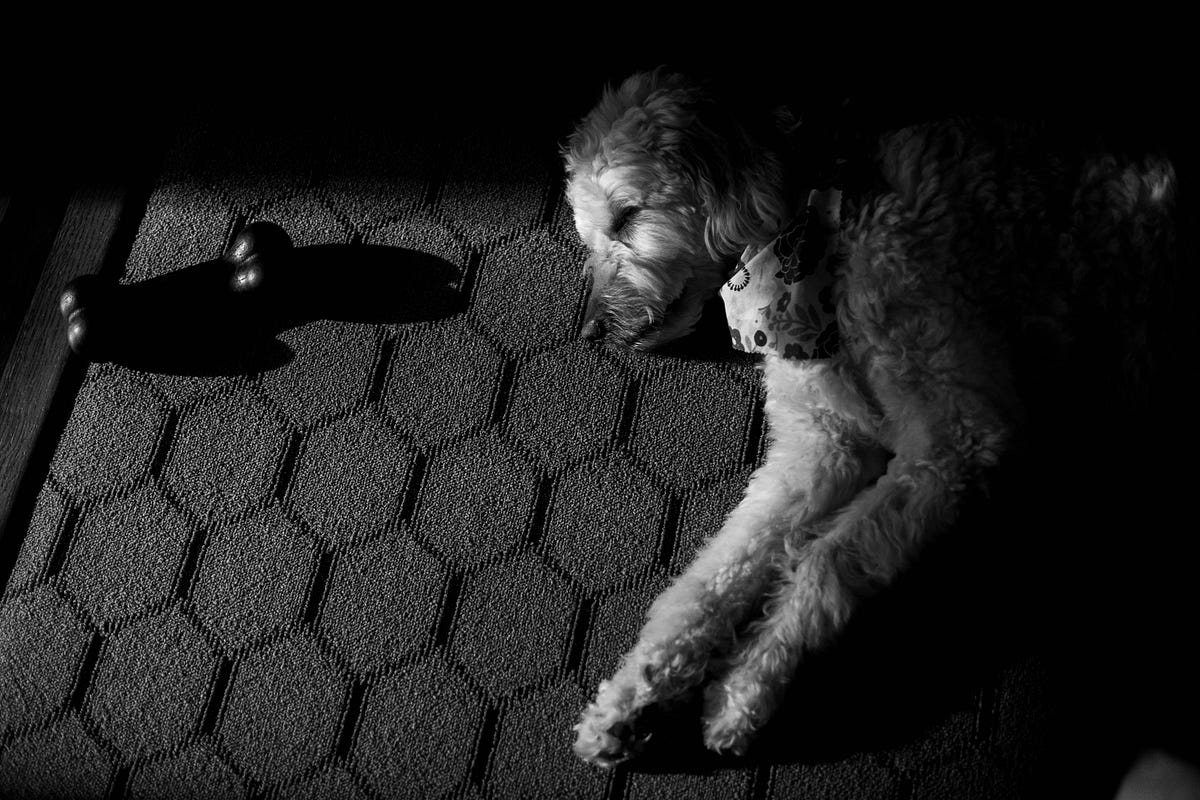 Can’t Spit Out This Bone - Scuzzbucket - Medium