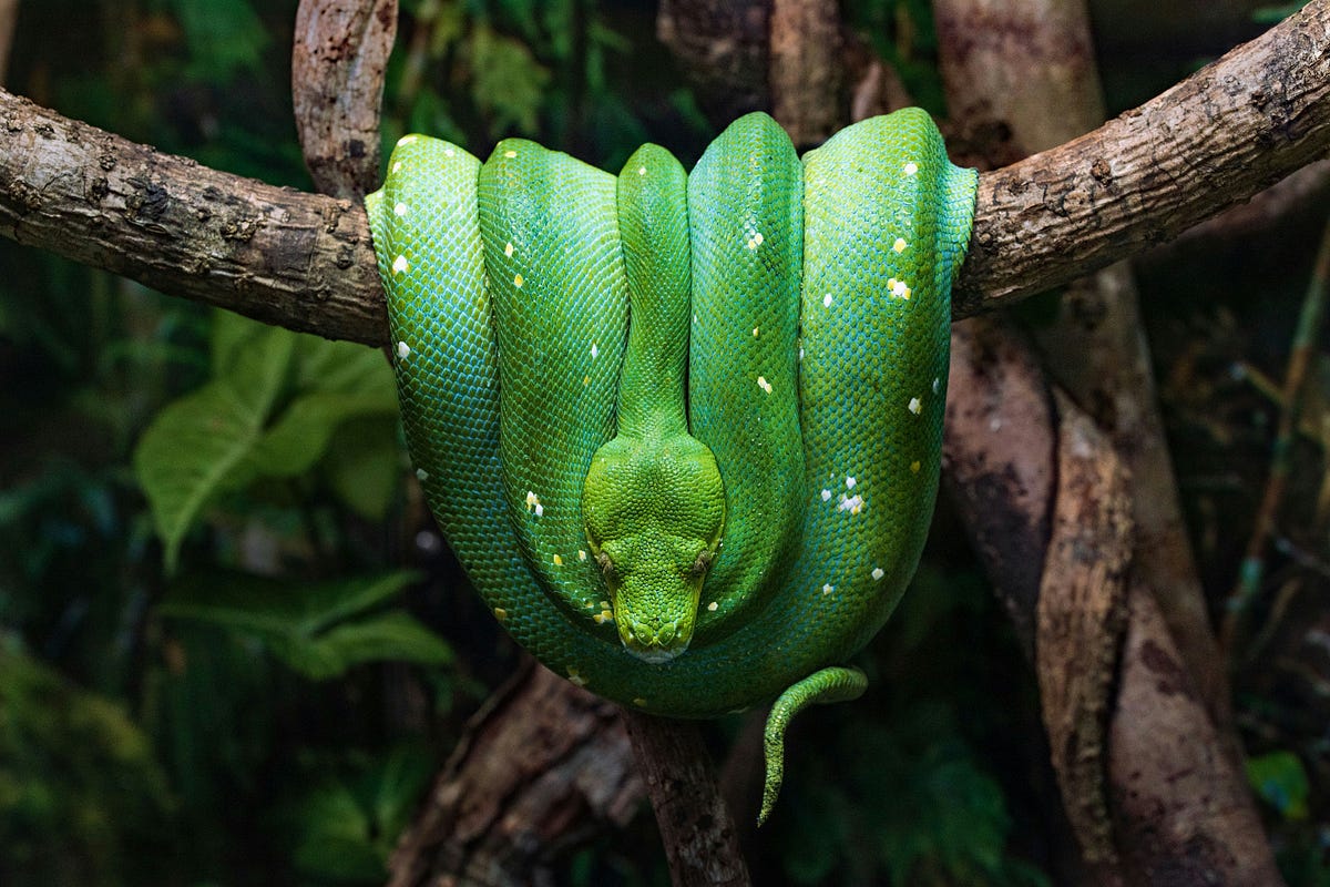 Learn the Six Different Architecture Styles for APIs in Python | by Ebo ...