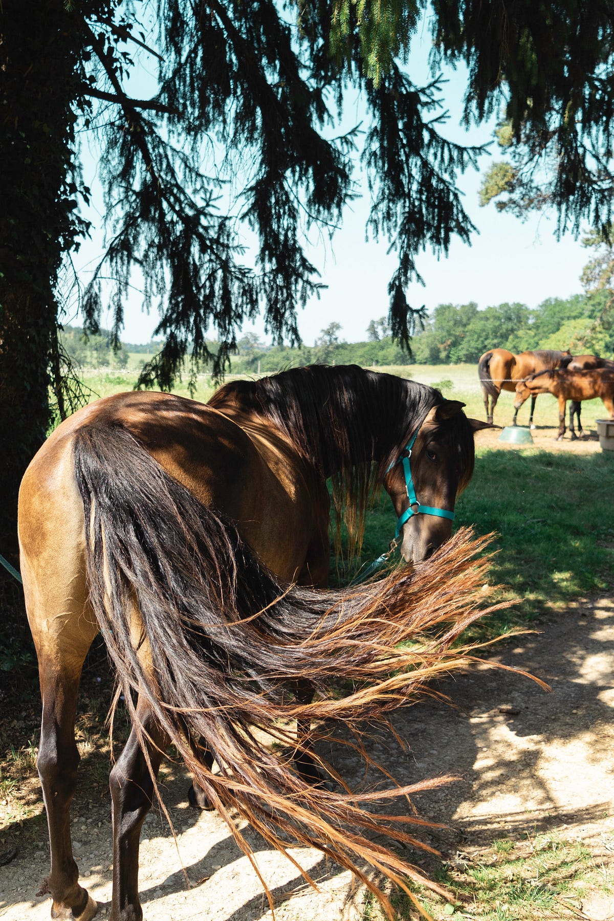 How Horsetail Can Boost Your Hair Growth Naturally | by Healthy Fun ...