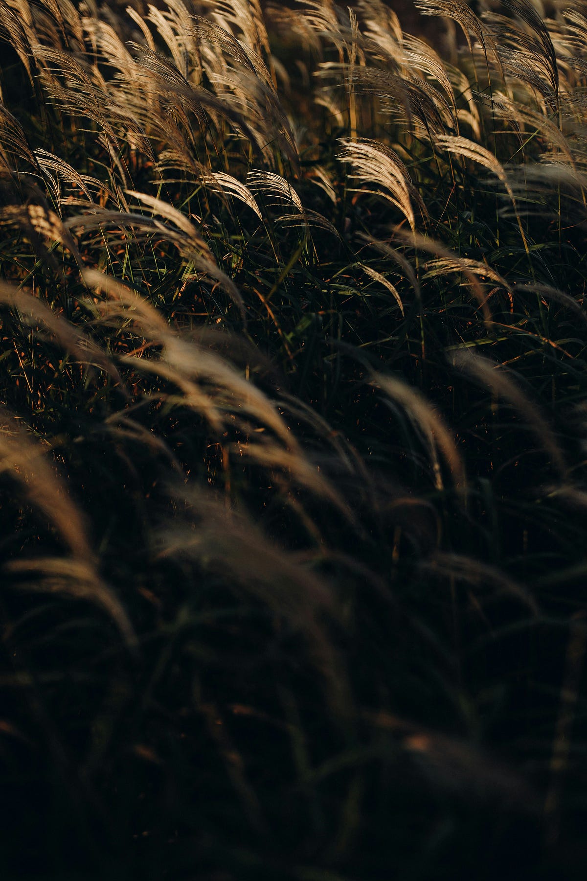 Photo by Uran Wang on Unsplash. You are.. | by Chiomaanii | Medium