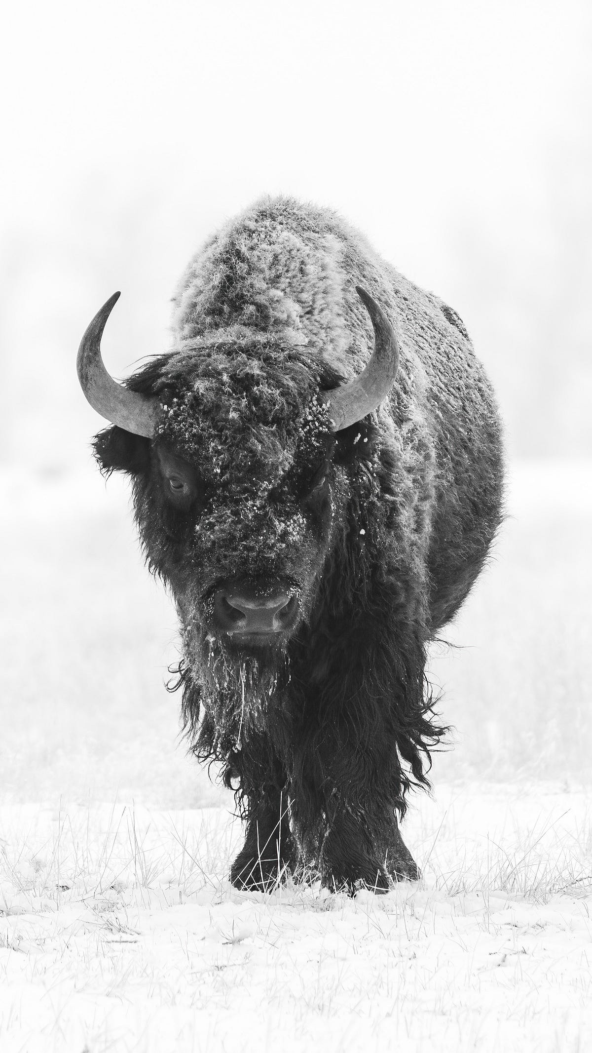 Be Like a Bison- Walk Through Your Storms | by Ashely L. Crouch | Medium
