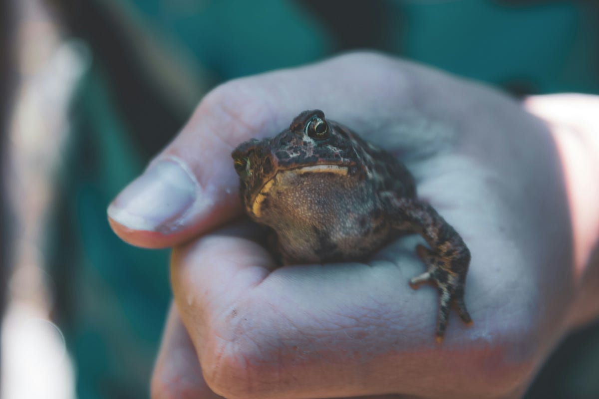 Names Are More Than Mere Labels. Toad should be frog and frog, toad ...