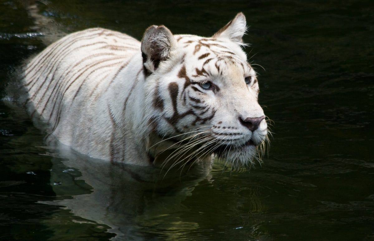 The 20 most impressive tiger photos out there | by The b | The b | Medium