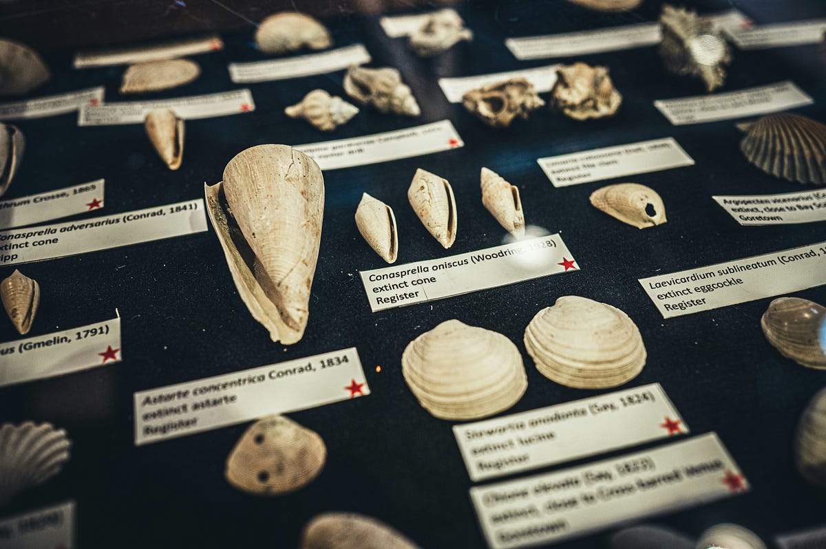 Unveiling the Mysteries of Extinct Animals | by Abhinav Shrivastav | Medium