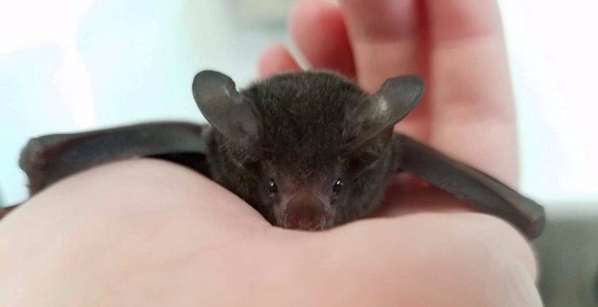 The Baby Bat Who’s Teaching People How Cute and Important Bats Really ...