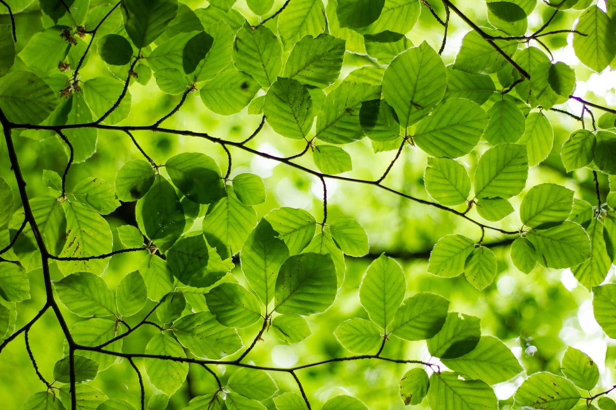 Green in Graphic Design. Exploring Its Effects on the Human Mind | by ...