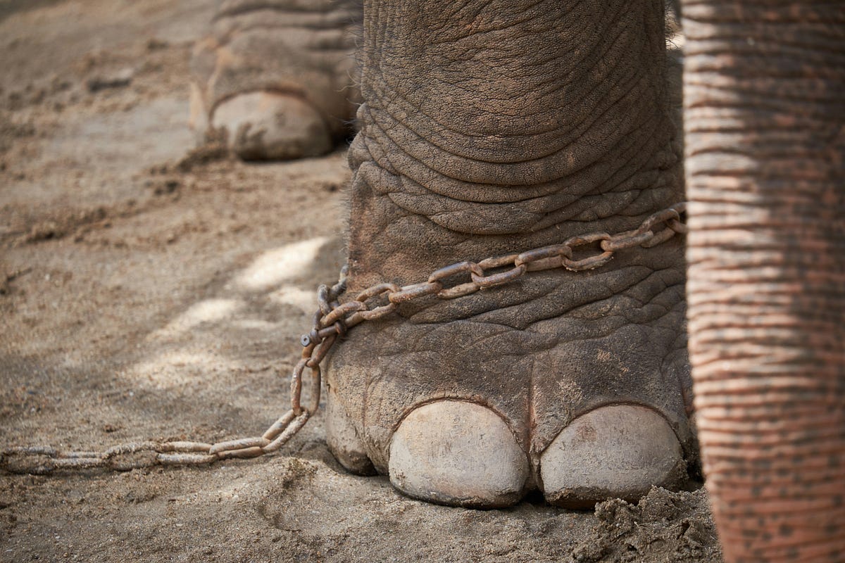 True Freedom Is Not an Internal State—It’s the Absence of Coercion | by ...