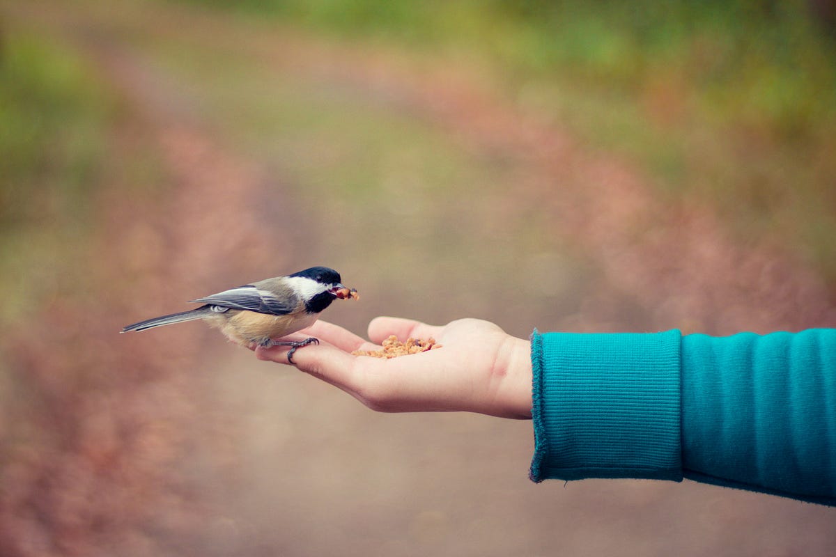 What a Good Deed!. Photo by Bonnie Kittle on Unsplash | by Life Edits Journal | Medium