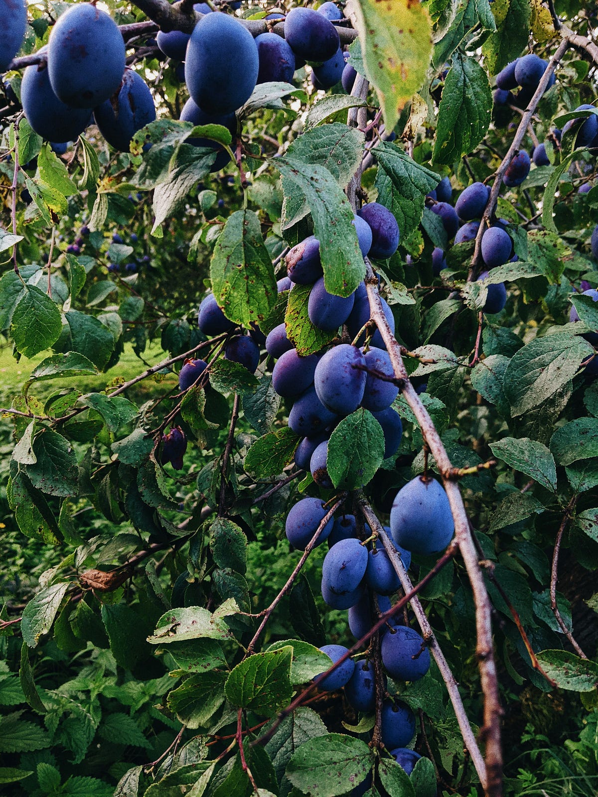 The Complete Guide to Planting and Caring for Plum Trees | by Isabella ...