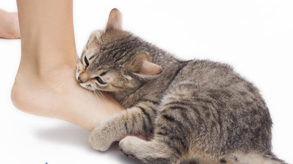 Why Your Cat Bites Your Ankles: Reasons and Solutions | by Josephine ...