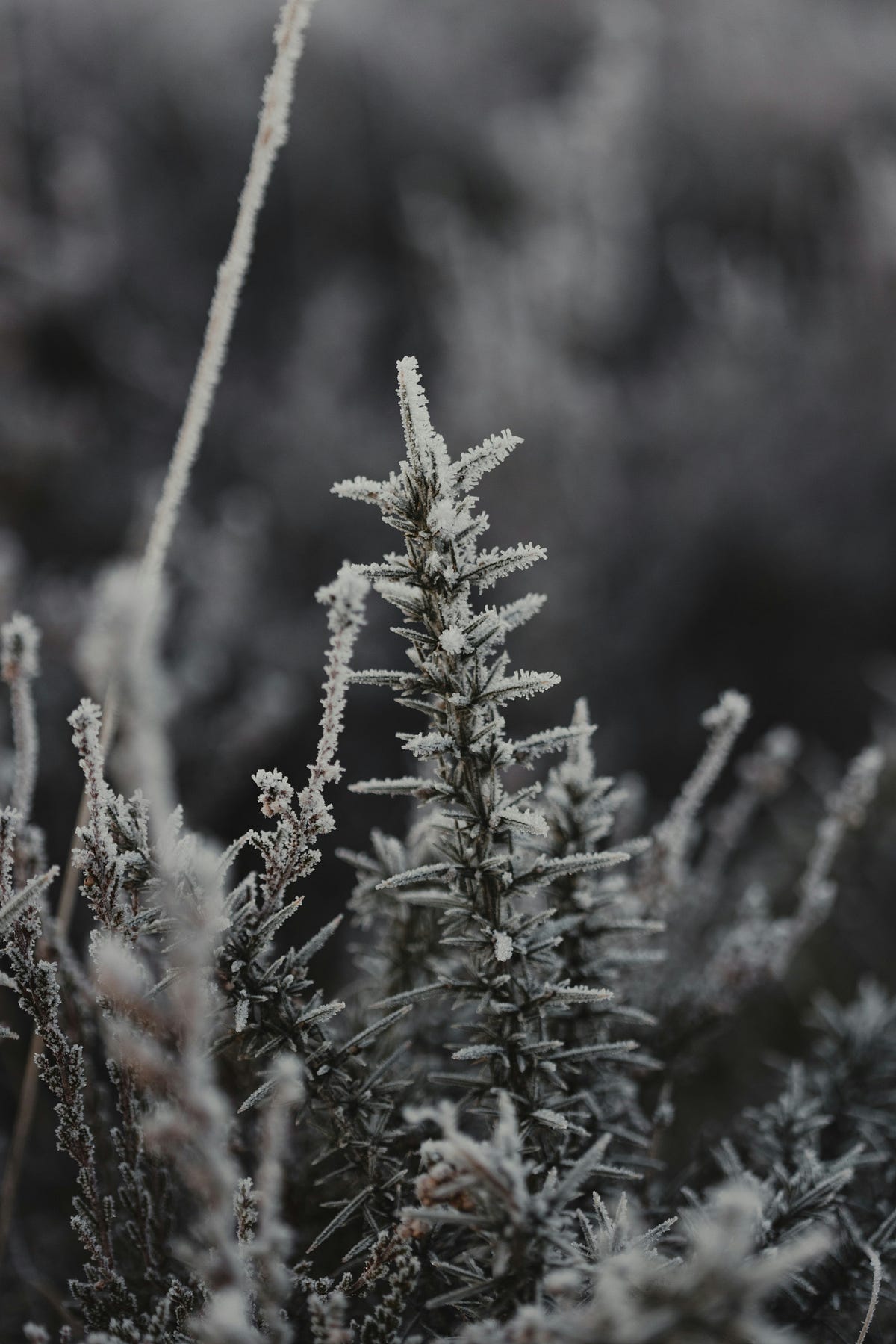 The Return of La Niña: What It Means for India’s Winter and Beyond | by Satabdi Bedant | Write A ...