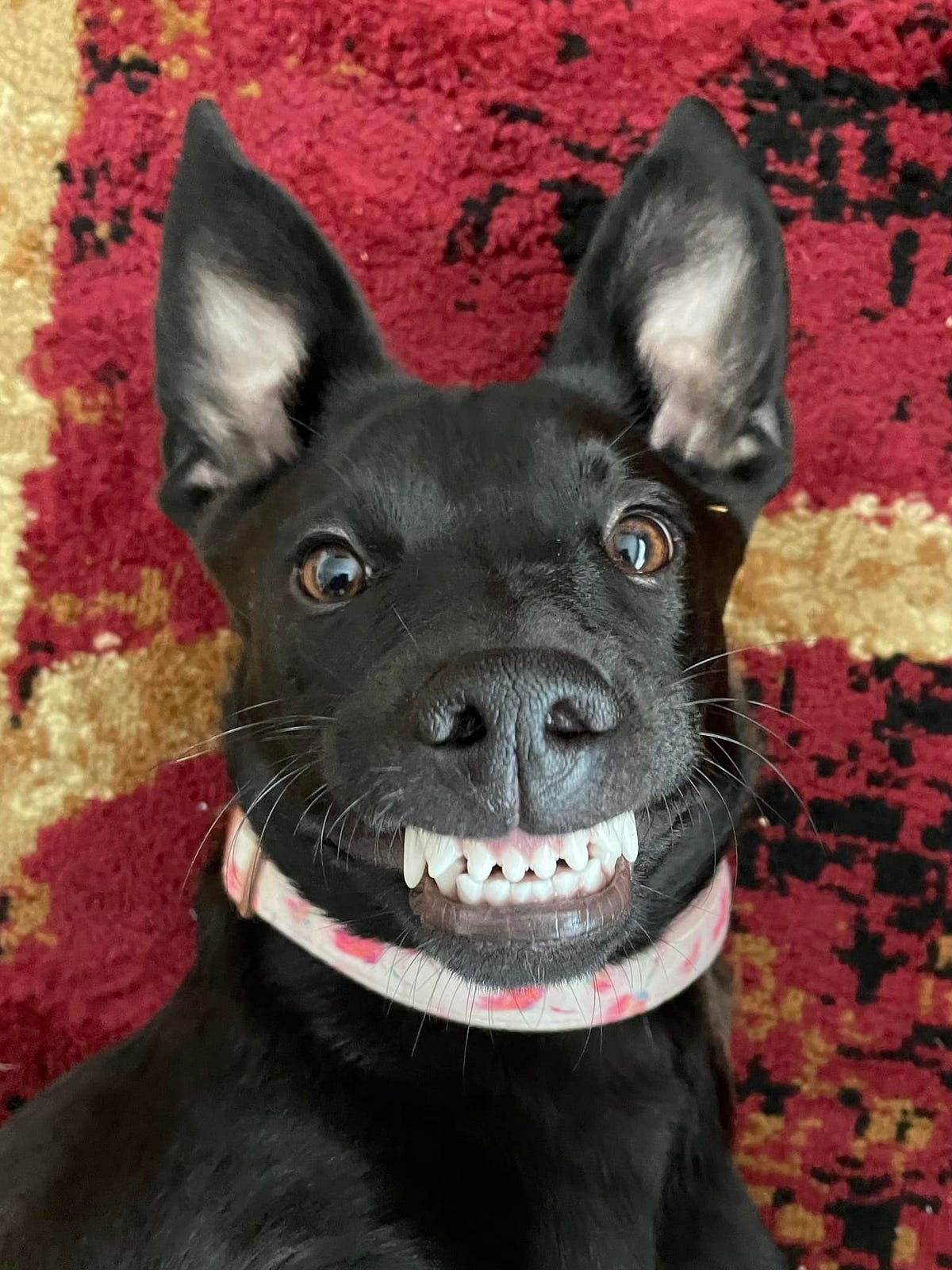 Humorously Inescapable and Undeniable Truths that Every Dog Owner ...