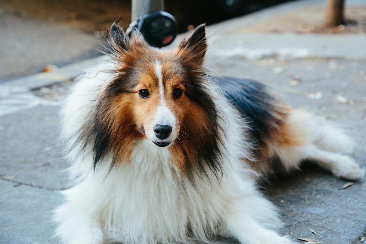 The Story of Lassie. A Timeless Tale of Loyalty, Courage… | by Jerry ...