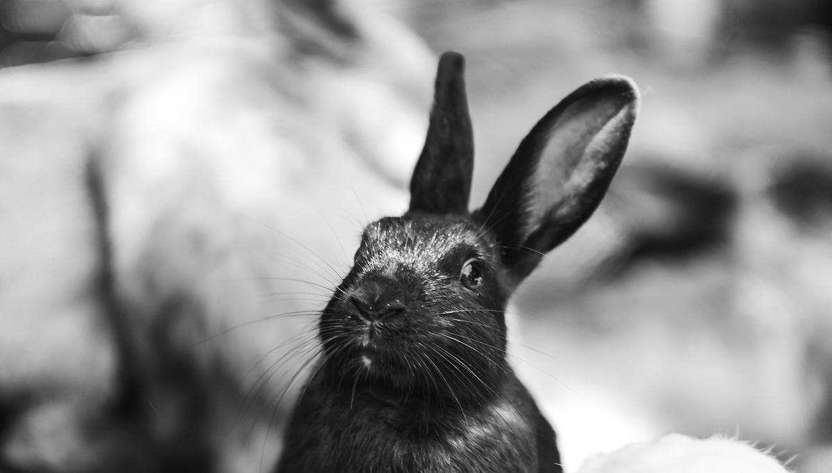 Hare 2.0 How SFOX Made an Advanced Crypto Order Type Even More Advanced | by SFOX | SFOX Edge ...