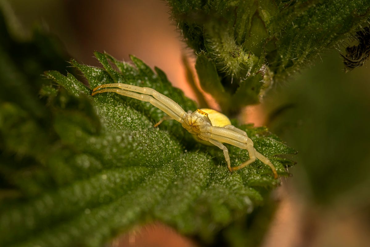 The Wondrous World of Arthropods: Exploring These Incredible Creatures ...
