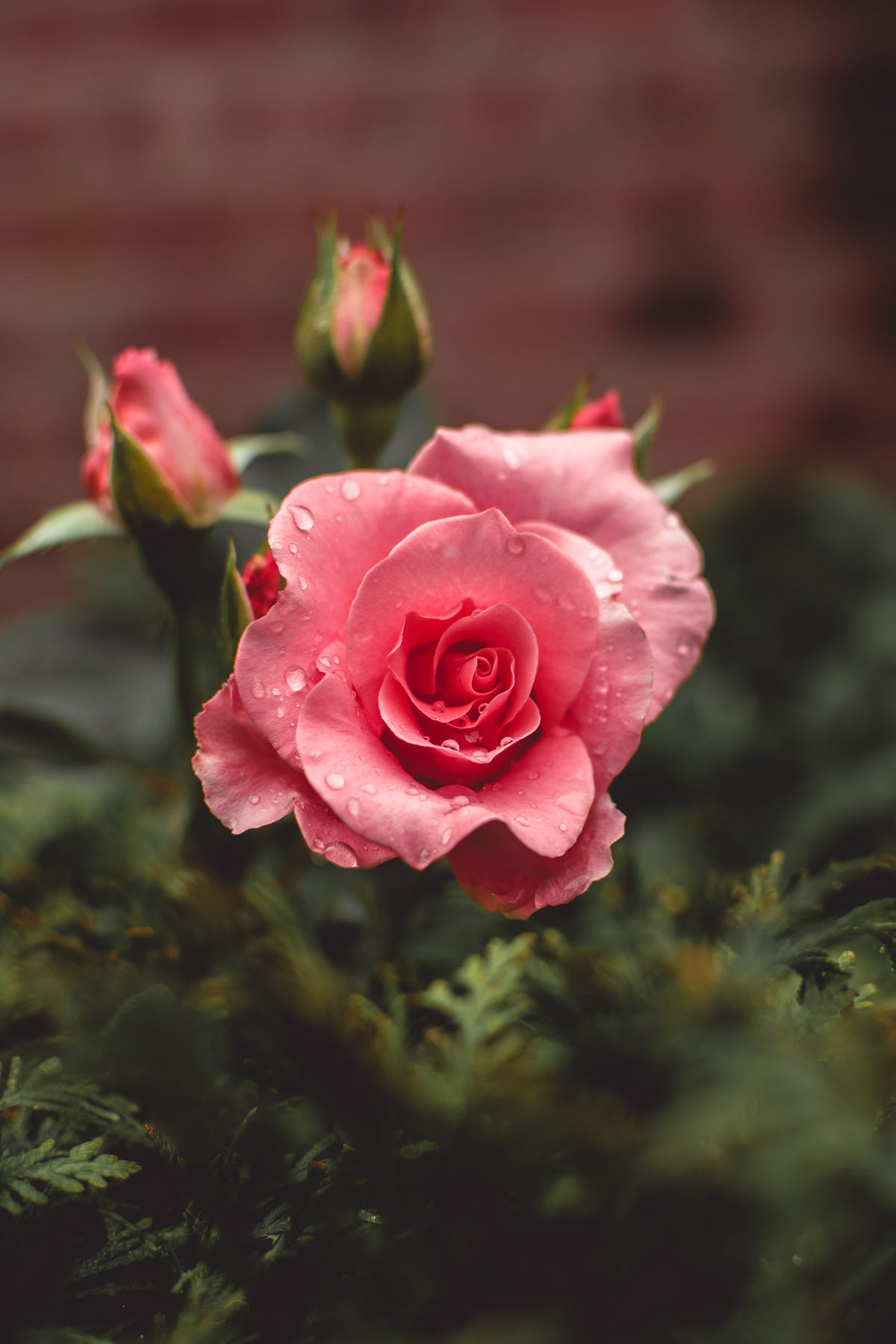 To Smell the Roses.. A poem on the importance on… | by Duncan Hookey ...