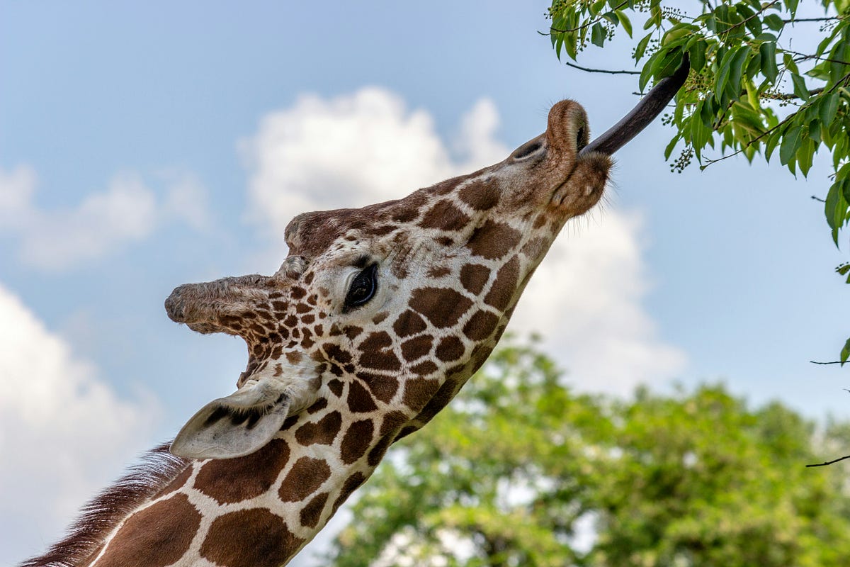 Surviving Life As a Tall Girl. Am I vertically blessed or cursed? | by ...