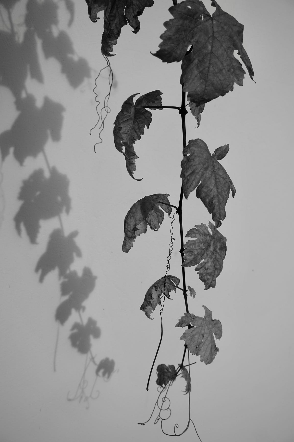 Venom in Veins. A poem | by Dr. Shamaima Irfan | Be Open | Medium