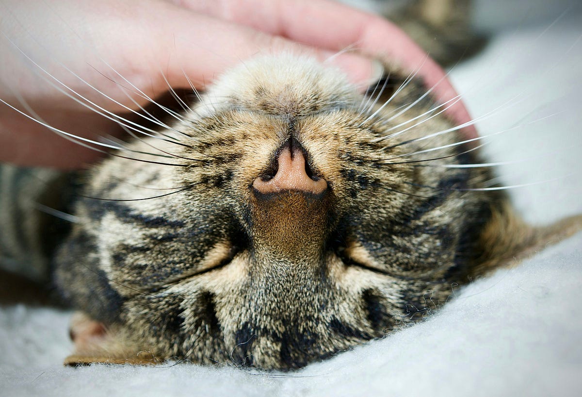 How Can We Embrace Contentment as a Remedy to Happiness? | by Dhun Nurayn El Shabazz | Jumah ...