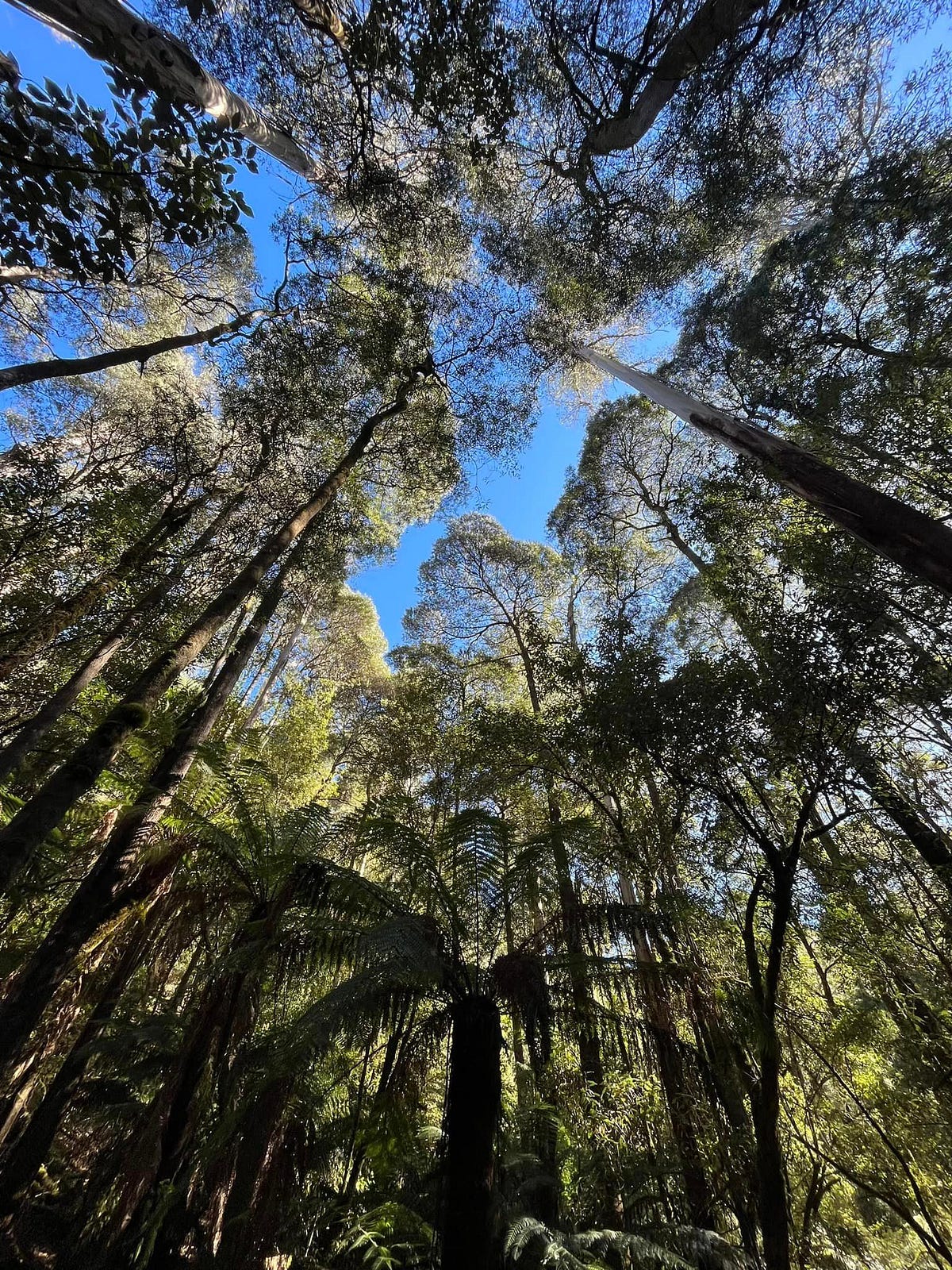 Why I scream at trees. I’ve screamed at trees. Laid down on… | by 2 ...