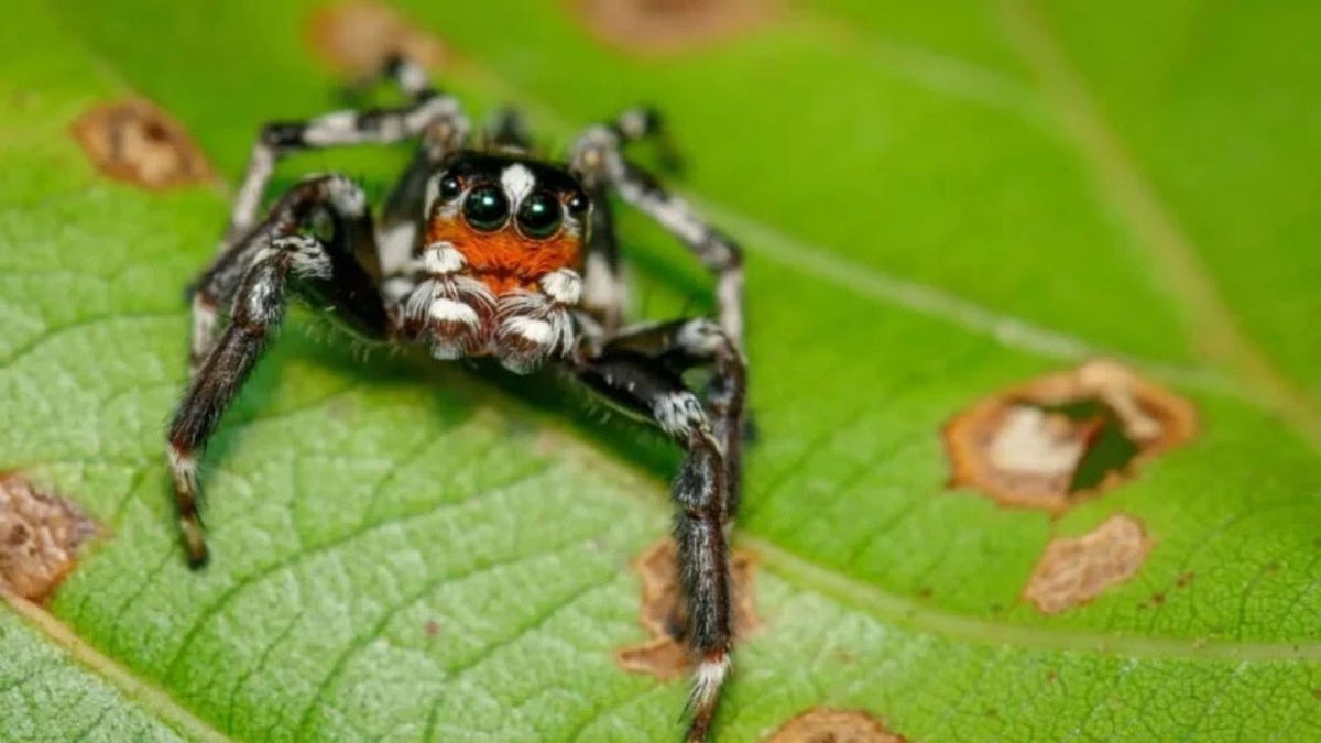 Jumping Spider Diets Demystified: What Do They Eat? | by Global Times ...