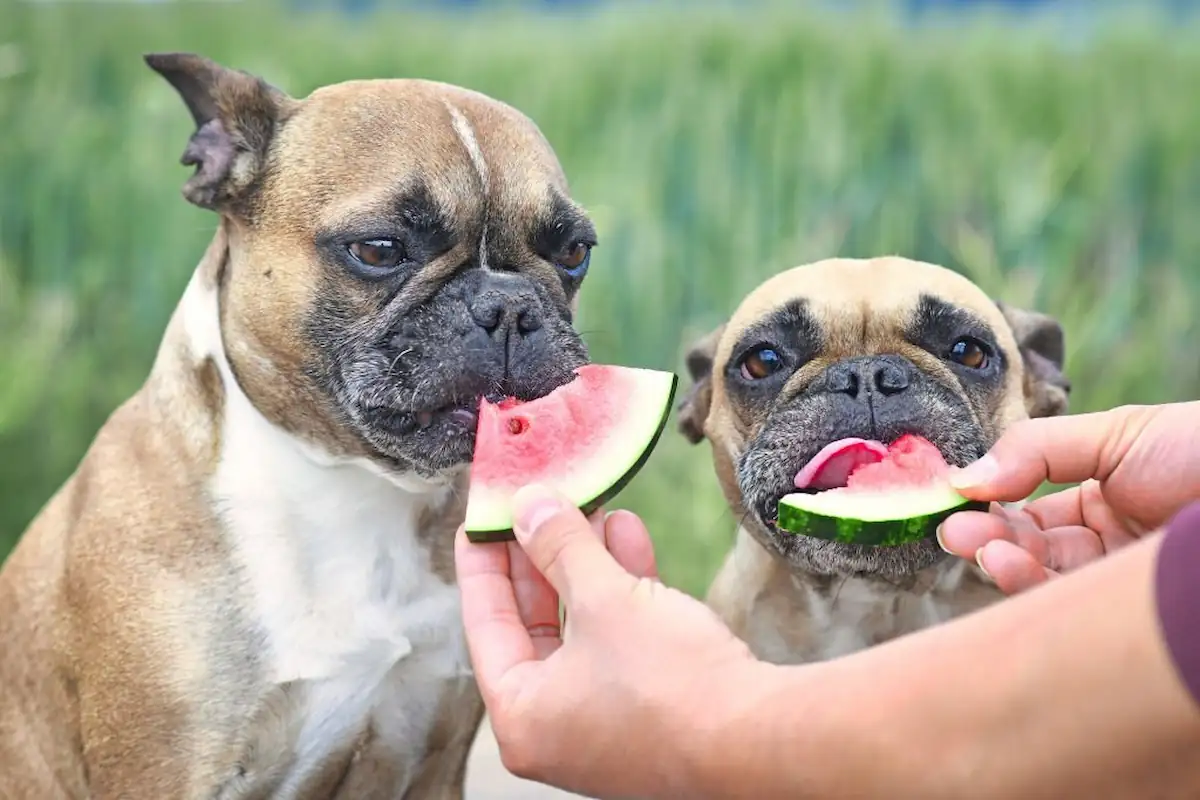 Can dogs eat watermelon? Facts you don’t know about watermelon | by ...
