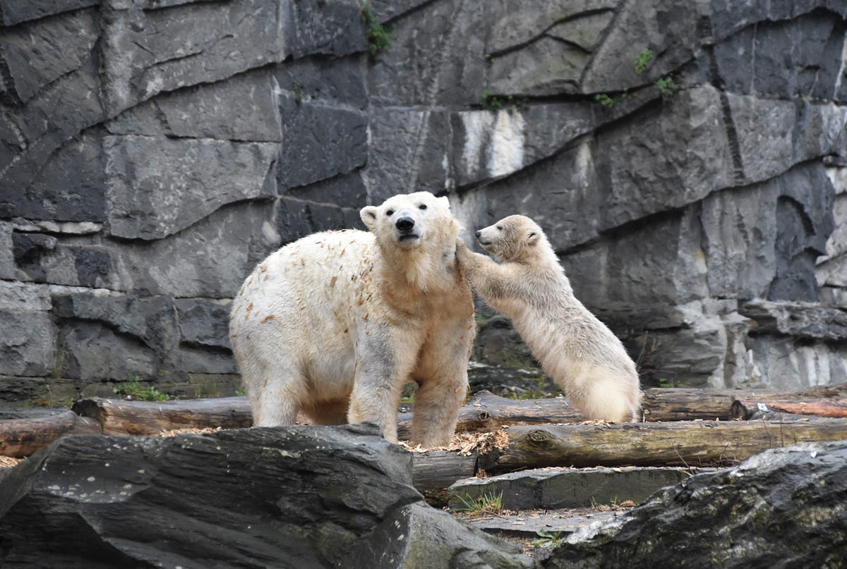 Polar Bears and Lions: A Tale of Two Endangered Predators | by Dinuka ...