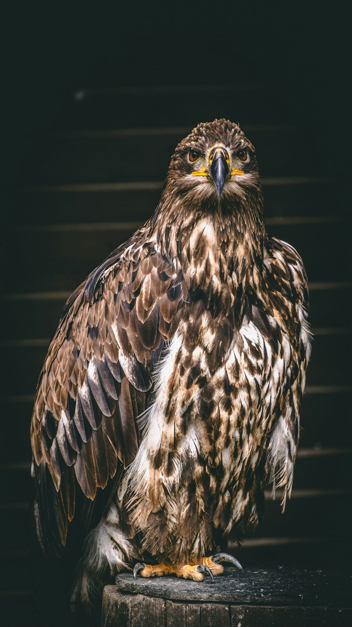 **The Majestic Hawk: A Closer Look into Nature's Aerial Predators ...