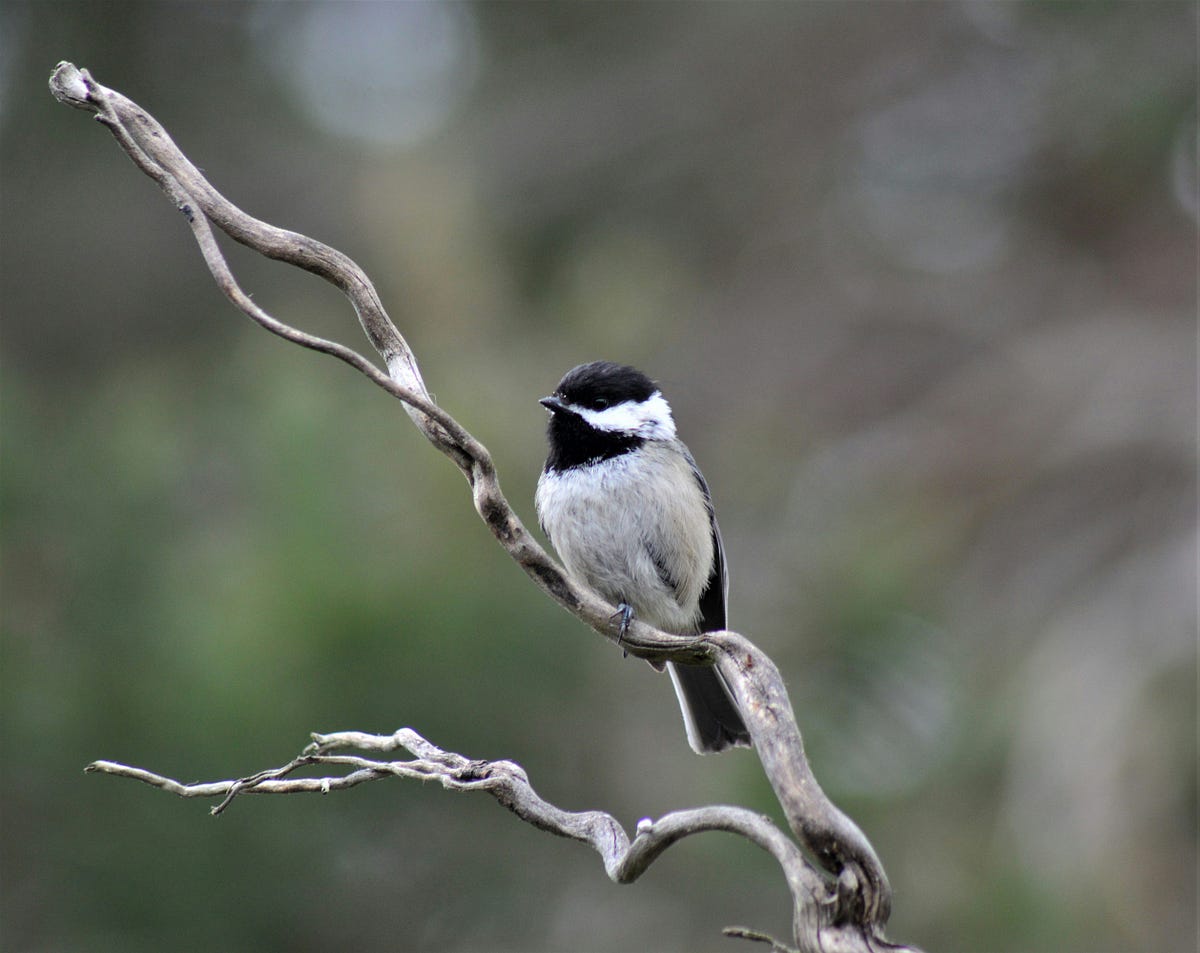 Who Needs TV When You’ve Got Nature? | by Beth Bruno | Weeds & Wildflowers | May, 2024 | Medium