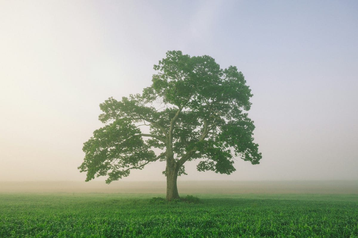 Watching “The Speech” from a Sycamore Tree | by Ryan Henneberg | Mar ...