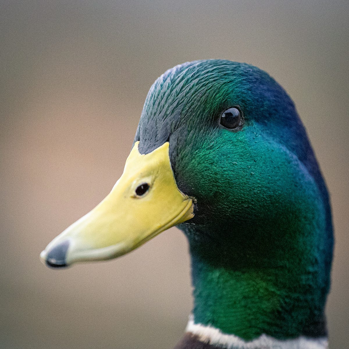 Why Ducks Quack at Dawn: A Morning Interrupted by One Very Loud Bird ...