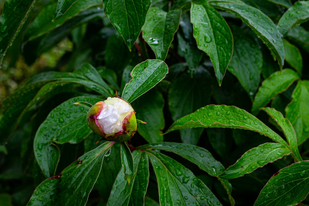 On Finding a Peony in the Woods. Poem for the Micro-Season—Peonies Bloom | by Natalie Wilkinson ...
