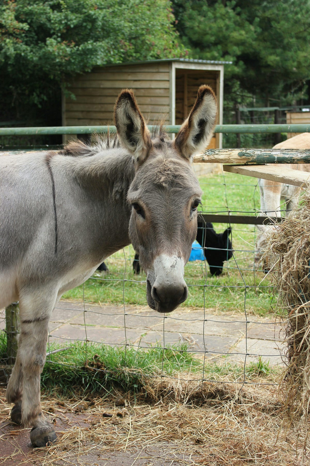 The Story of a Donkey and It's Shadow. | by Yash B | Medium