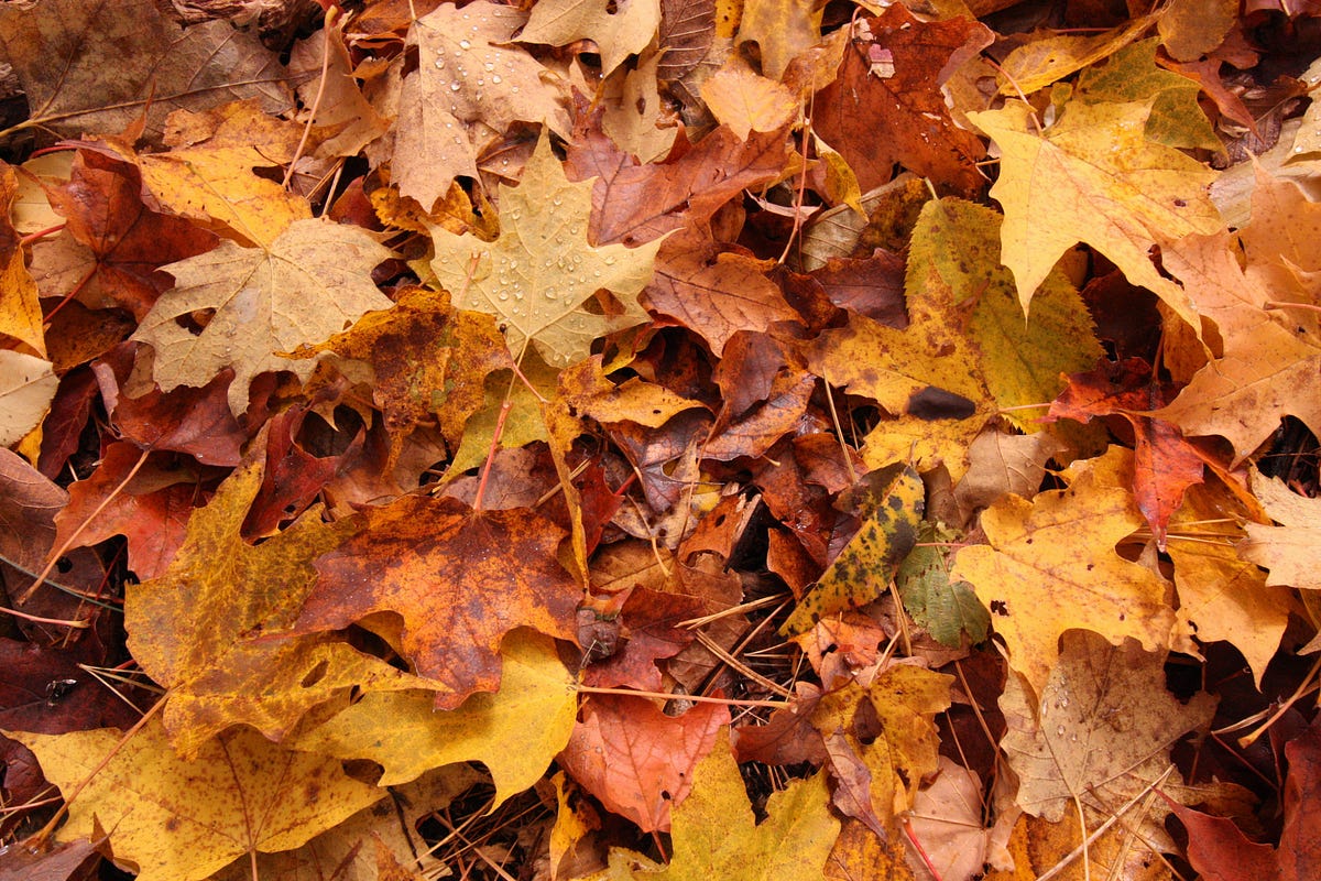 Autumn Confession. Autumn comes again… | by Ani Vals | Medium