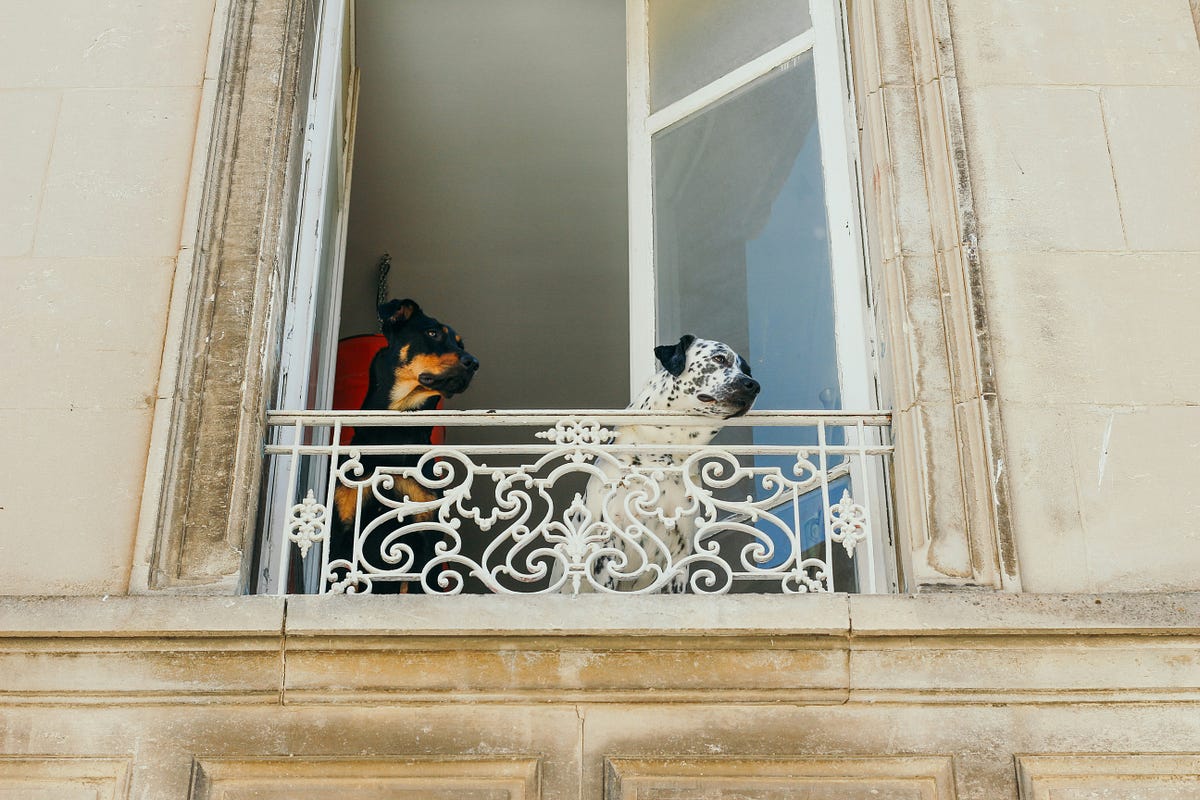 Why Do Dogs Bark Through Windows? | by Meharg Writes | Medium