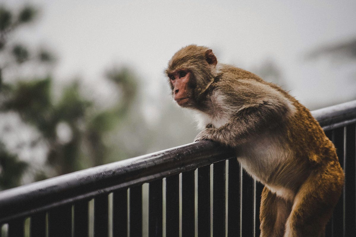 Josh’s Arrest. Monkey trouble | by Tonia Bakare | Fiction Shorts | Medium