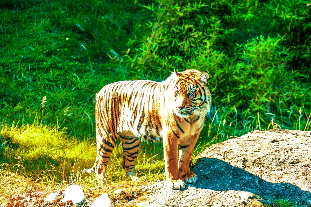 How Tigers Use Stealth and Power to Capture Prey | by Jisse Kim | Oct ...