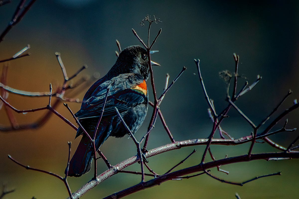 Morning Song. By Sylvia Plath | by Maryam Asma | Medium