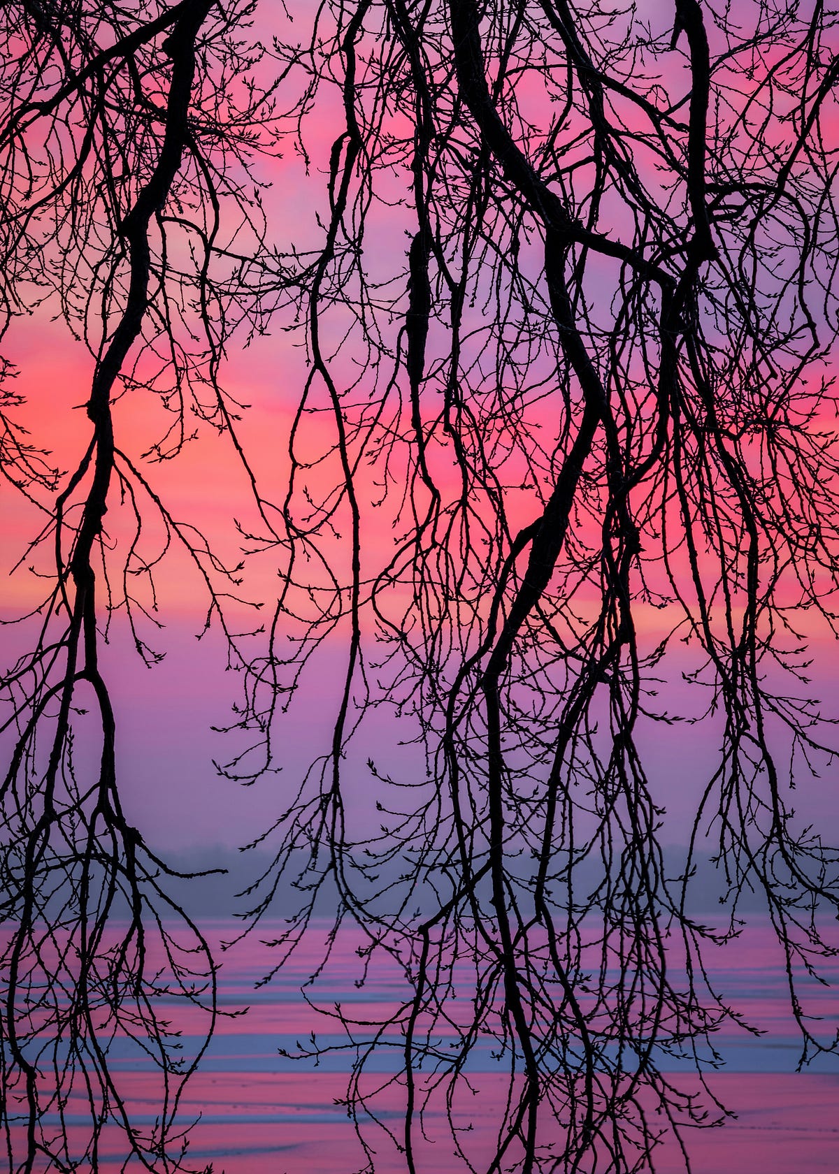 Forty Days Of Misery. …and yet, life continues to be… | by Suma Narayan ...
