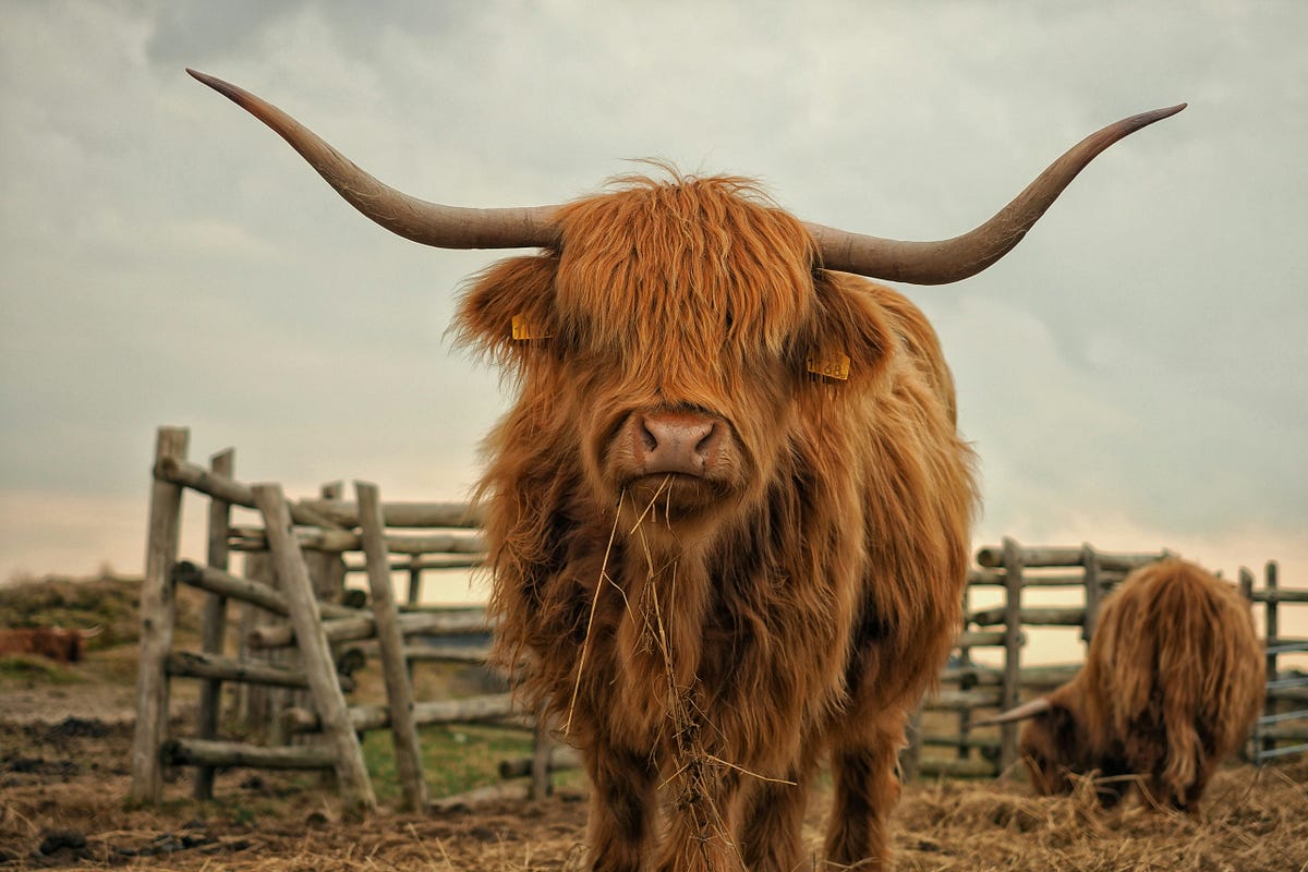 The world needs less gassy cows. Here’s how science is making it happen ...