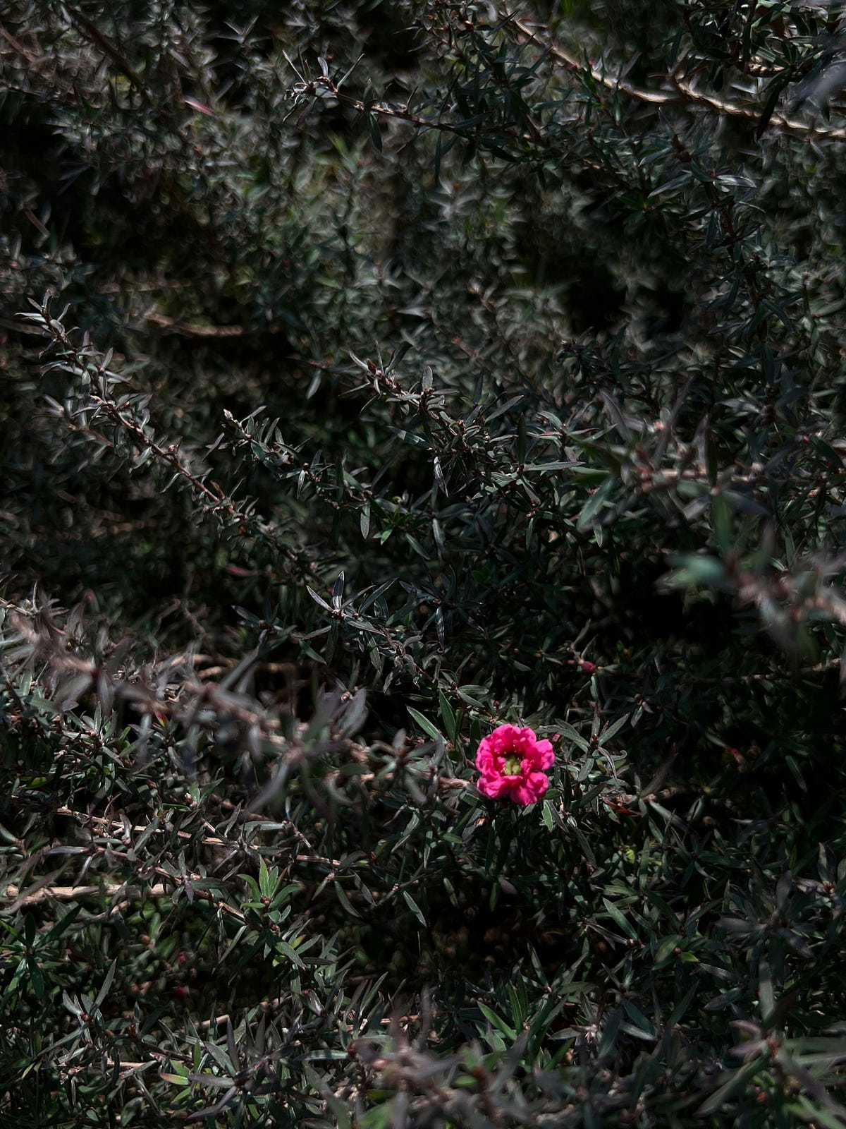 Game of Thorns. Want to smell the roses? | by Devan Pillai | Sep, 2024 | Medium