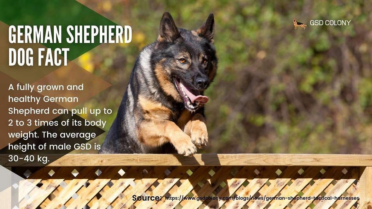 German Shepherd best tactical harnesses | by GSD Colony | Medium