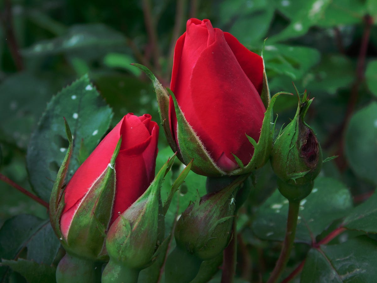 Greatness Latent in a Flower Bud is So Uplifting…! | by The Uplifting ...