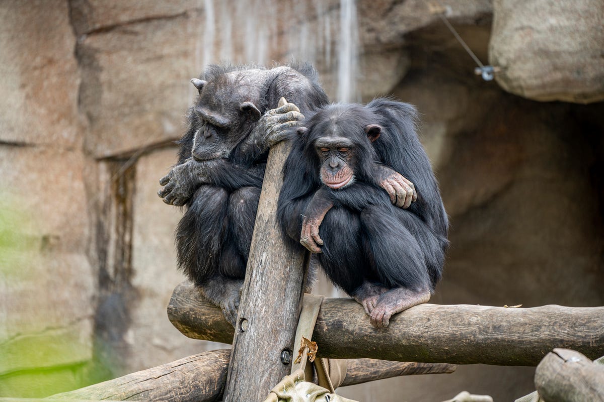 Apes React to New Research Findings about Themselves | by Mick ...