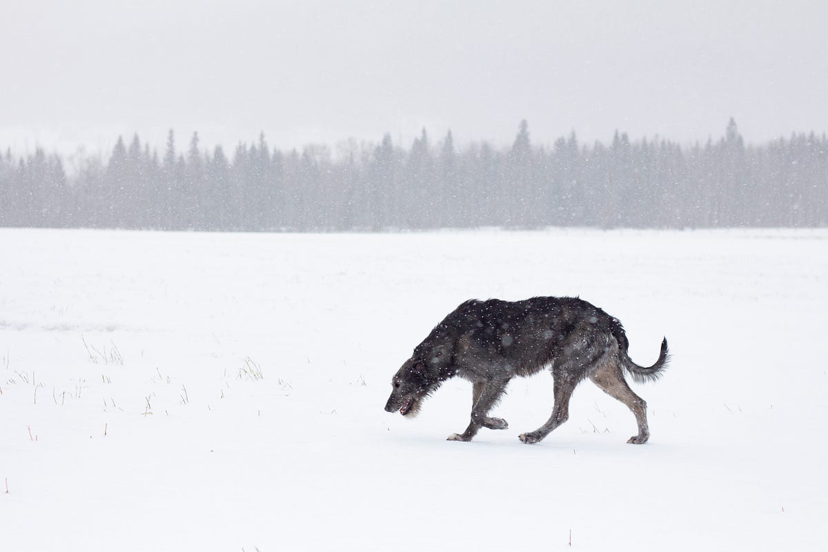Seam. A short story about the early life of… | by Zelda Feild | Medium