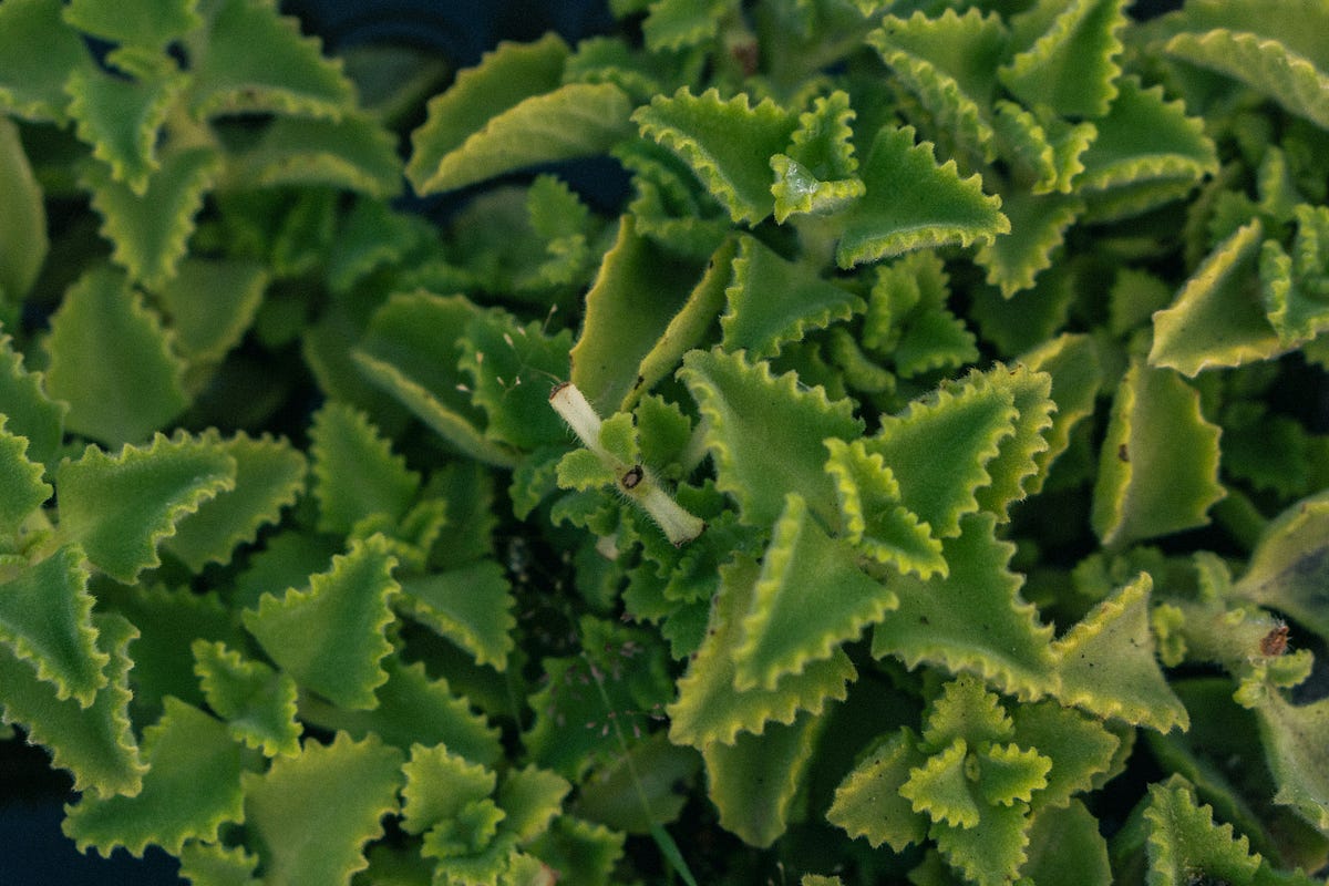 Which Leaves Smell Like Ajwain? 5 PLANTS with Similar Aroma | by ...