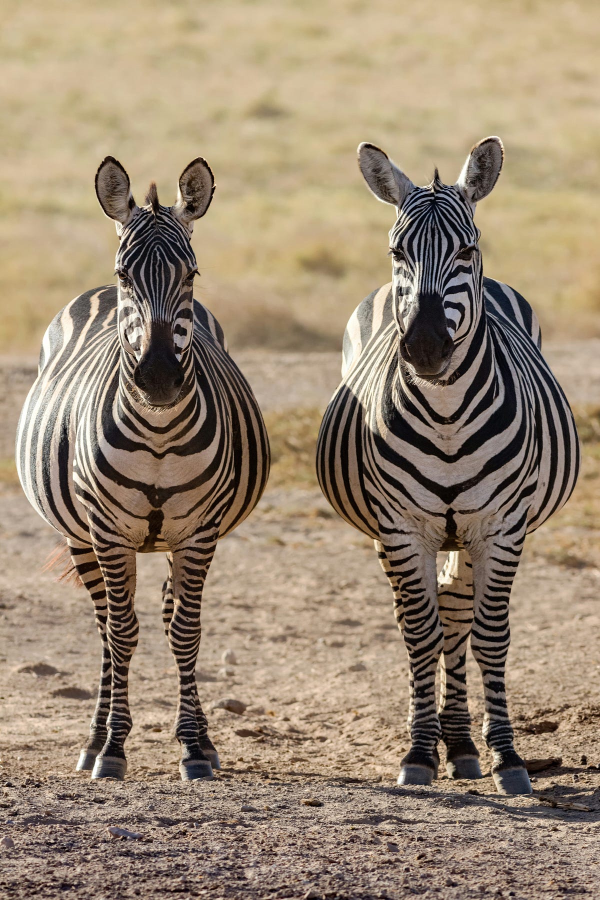 Double Trouble. Reduplicate words — a special edition… | by John Pearce ...